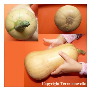 Courge Butternut : recettes | Terre nouvelle