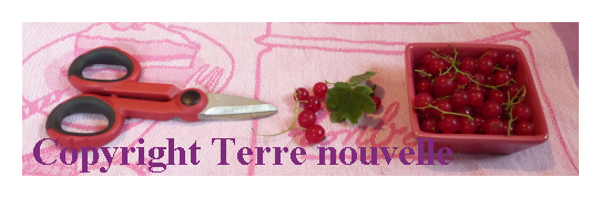 Comment ramasser cueillir les groseilles | Terre nouvelle