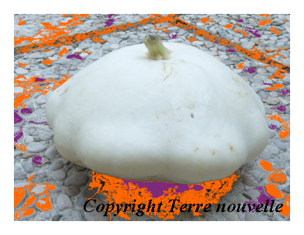 Pâtisson : recette | Terre nouvelle