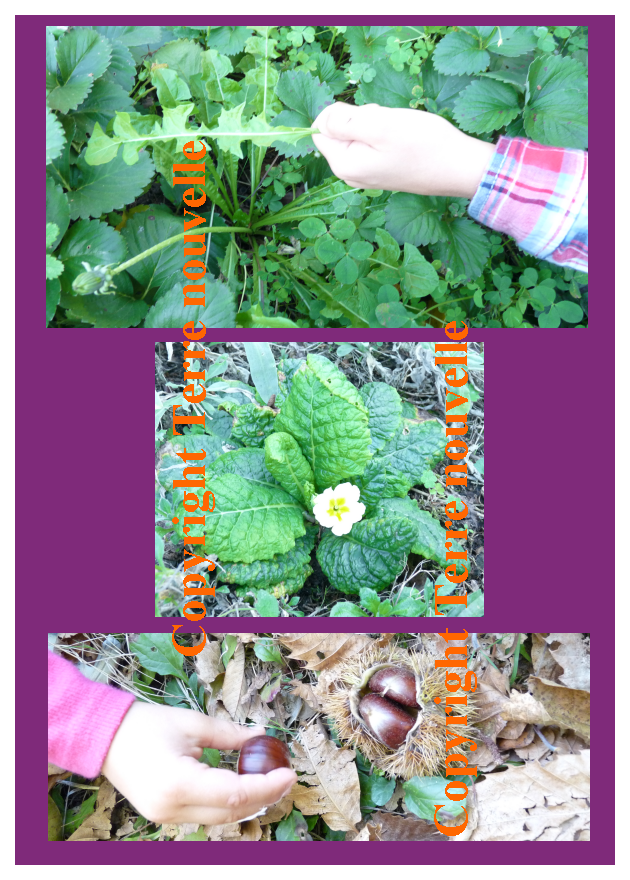 Survivalisme familial : 3 plantes sauvages comestibles | Terre nouvelle