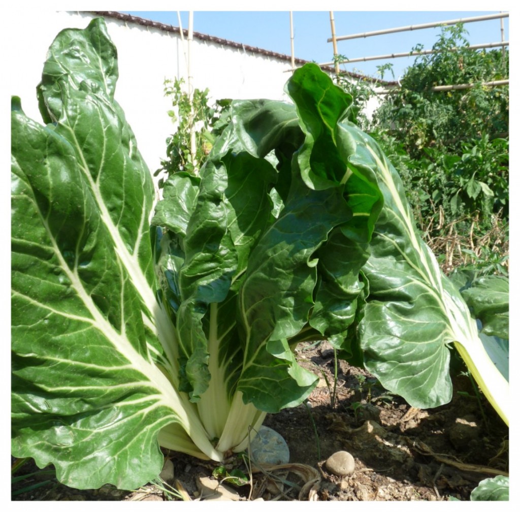 Blettes : les cuisiner | Terre nouvelle