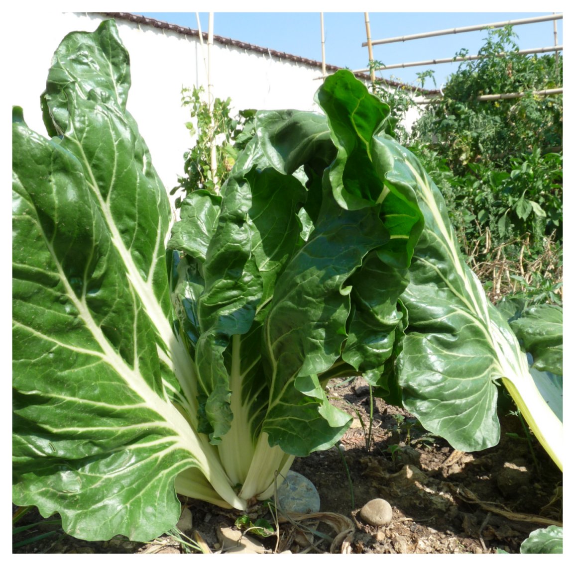 Blettes : les cuisiner | Terre nouvelle