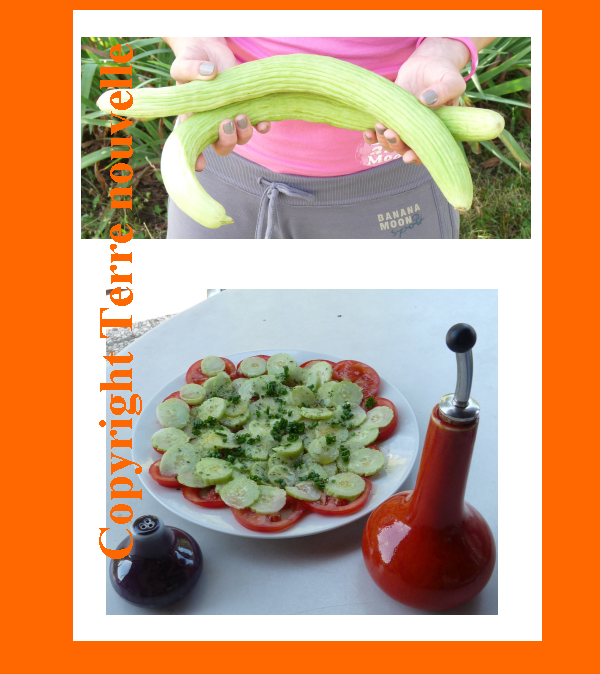 Concombre espagnol – salade de concombre et gaspacho de concombre et ...
